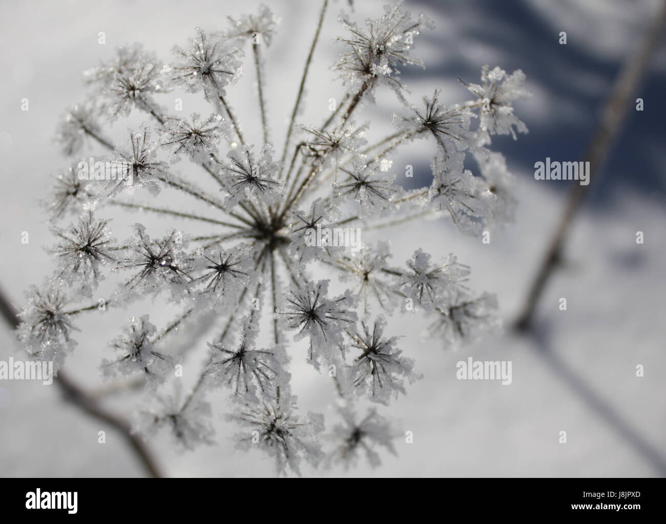 winter, ice, frost, frozen, gaffer, snow, nature, tree, mountains ...