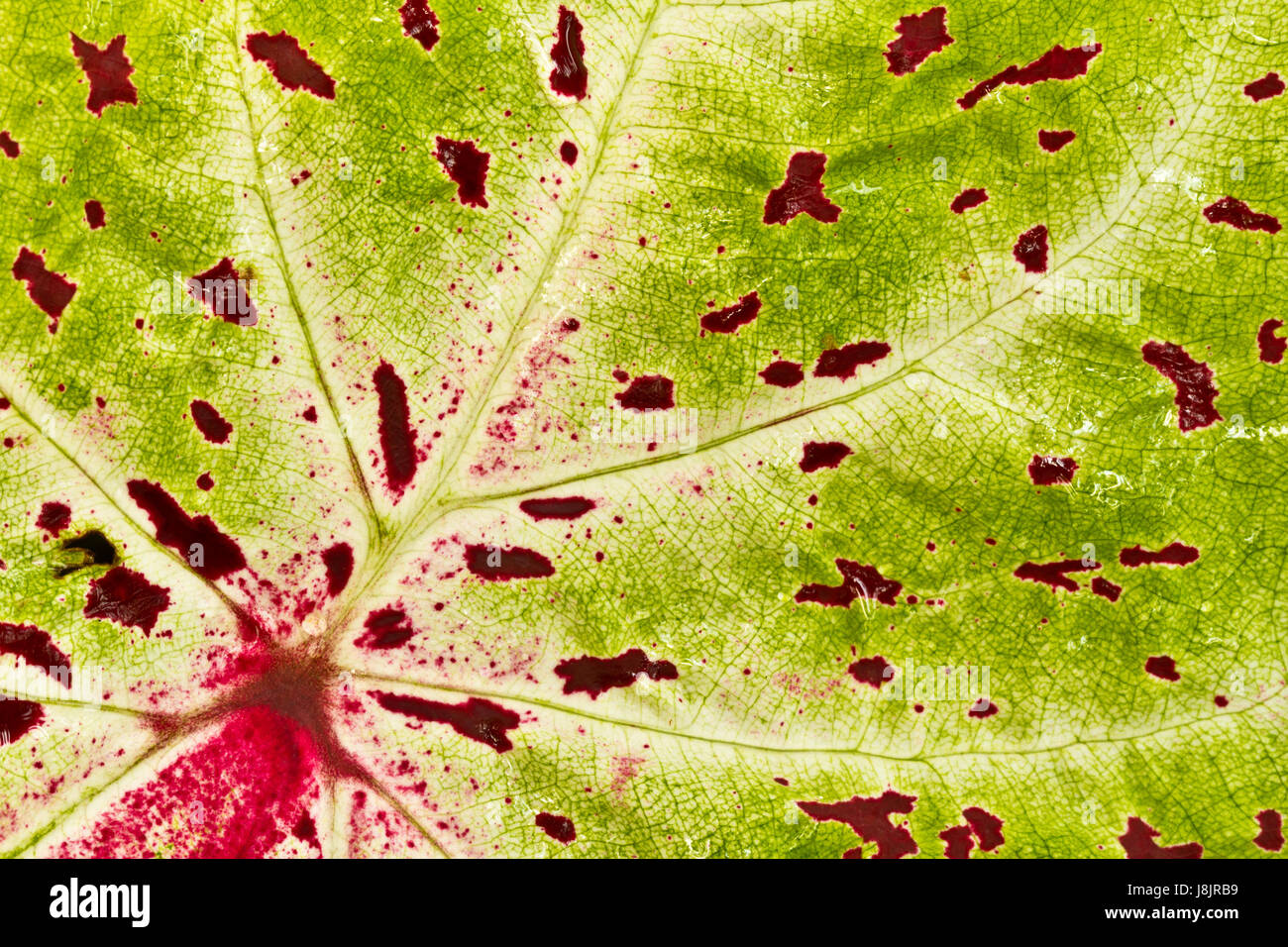 Leaf shape hi-res stock photography and images - Alamy