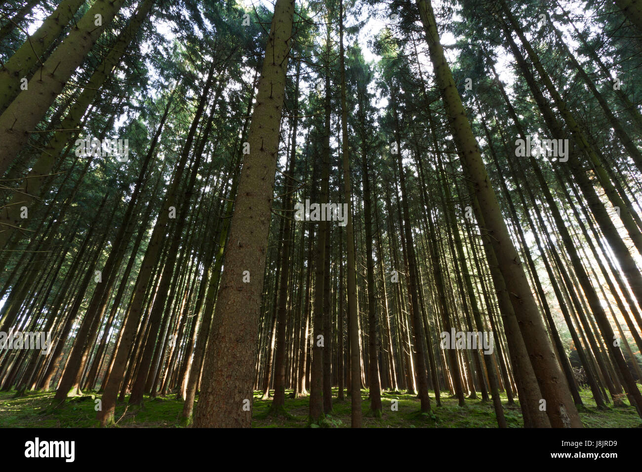 tree, trees, large, largely, size, firs, forest, tree, trees, plant ...