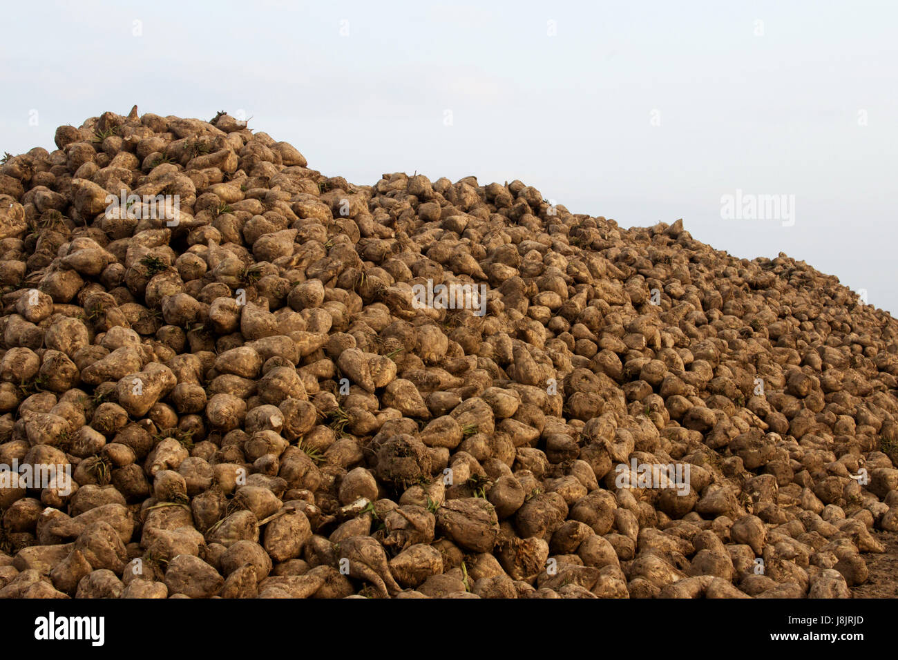 Beet material hi-res stock photography and images - Alamy