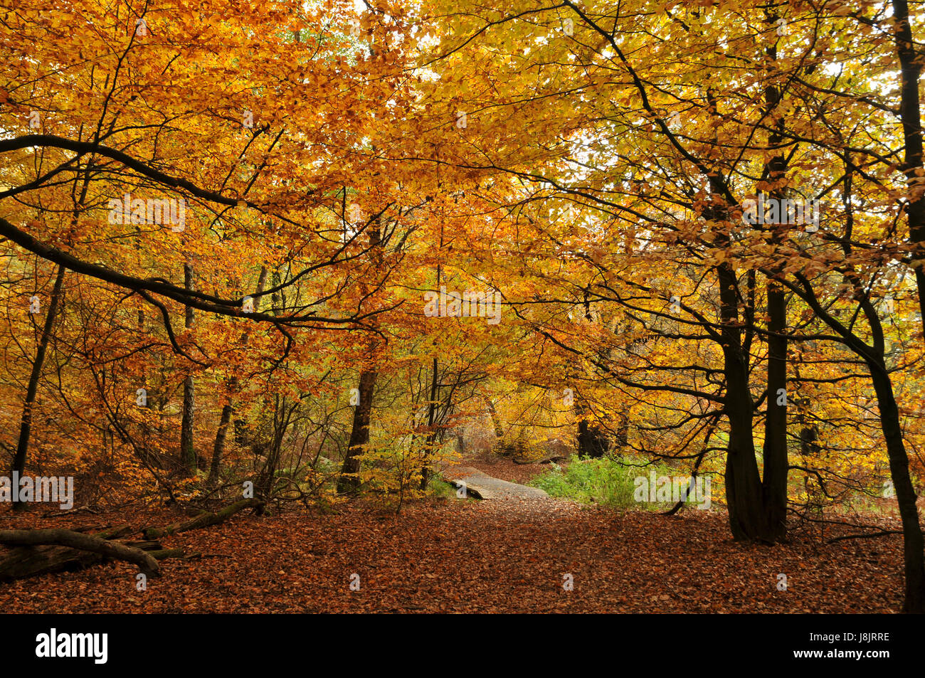 autumn in the beech forest Stock Photo - Alamy