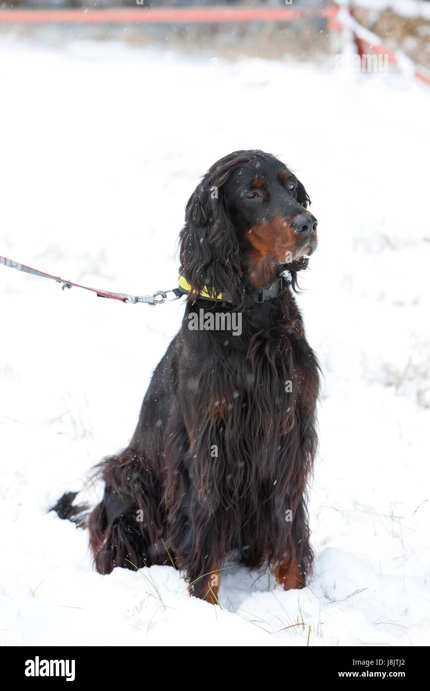 dog, hunting, chase, winter, animal, pet, mammal, fauna, snow, coke ...