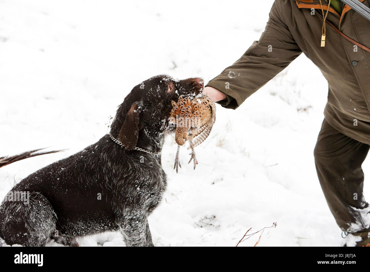 Dog chase man hi-res stock photography and images - Alamy