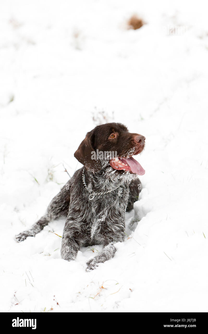 dog, hunting, chase, winter, animal, pet, mammal, fauna, snow, coke ...