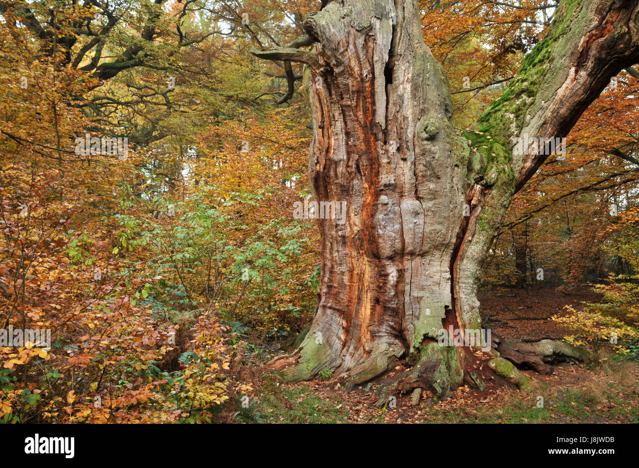 Alter Morscher Baum High Resolution Stock Photography and Images - Alamy