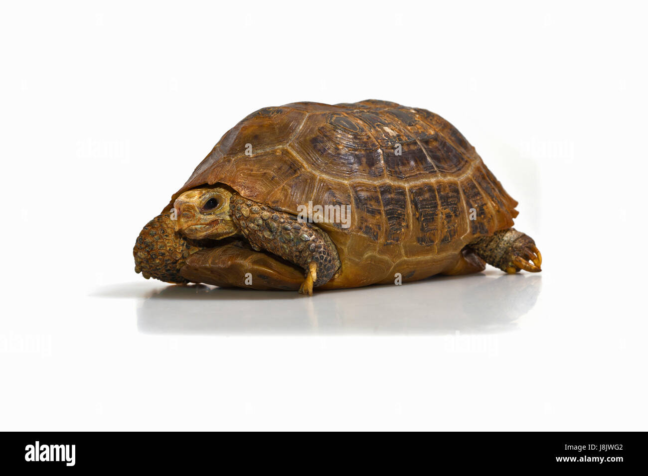 animal, pet, reptiles, slow, speed, velocity, turtle, tortoise, animal ...