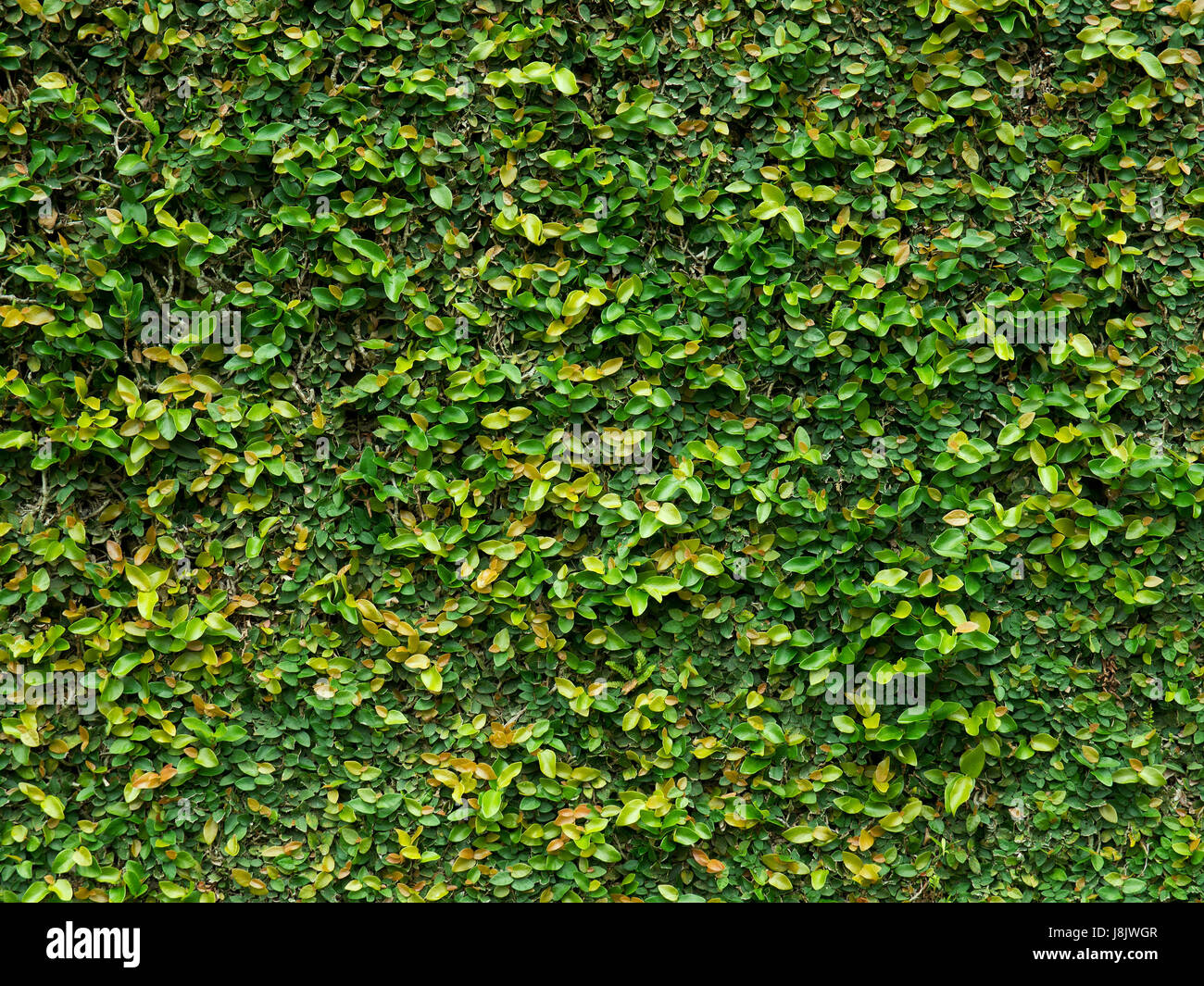 leaf, wall, creeper, lawn, green, leaves, foliage, nature, cover, plant ...