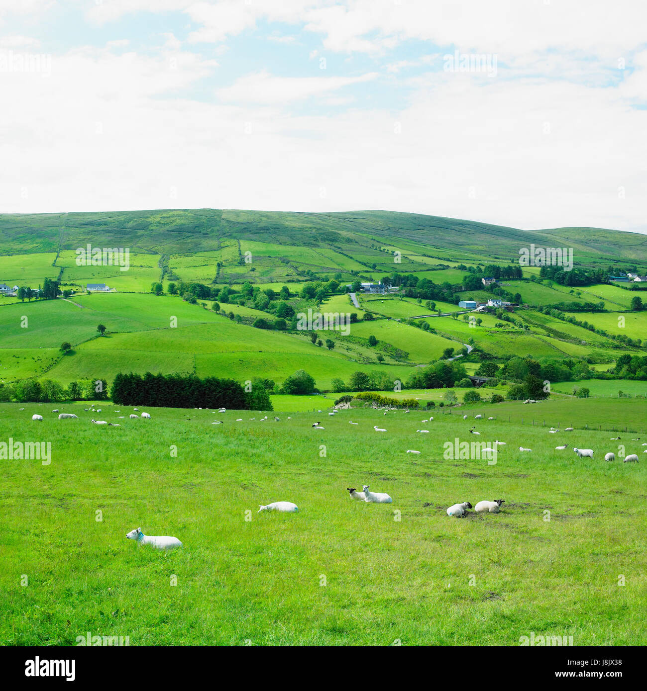 Ulster fauna hi-res stock photography and images - Alamy