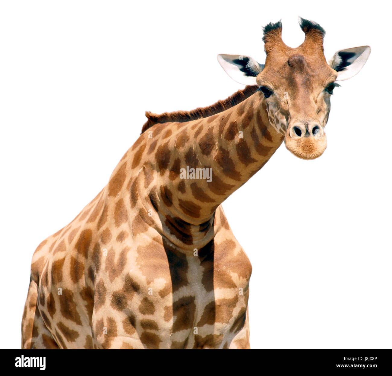 isolated, closeup, mammal, horn, giraffe, head, big, large, enormous ...