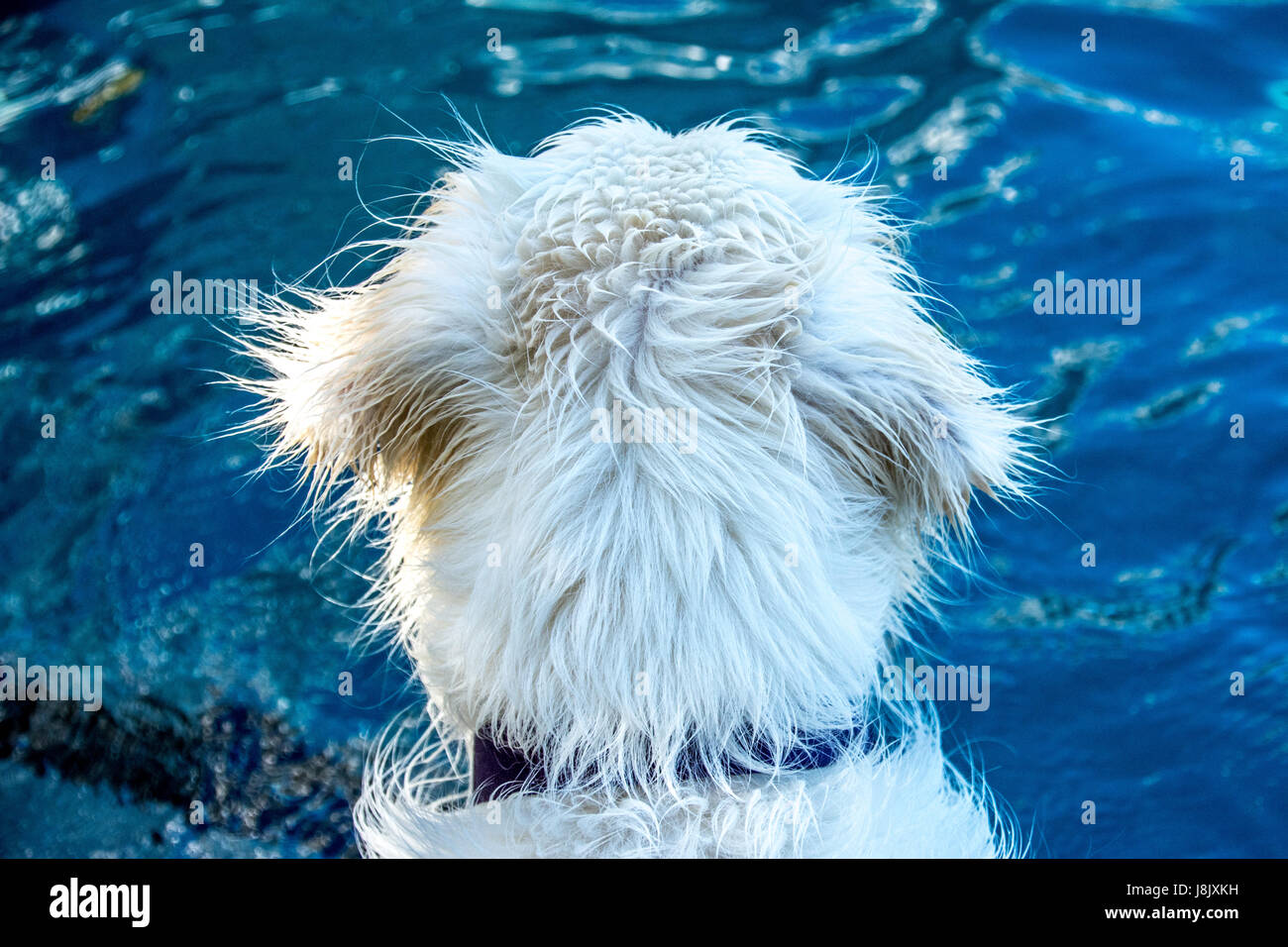 Wet dog by pool Stock Photo - Alamy