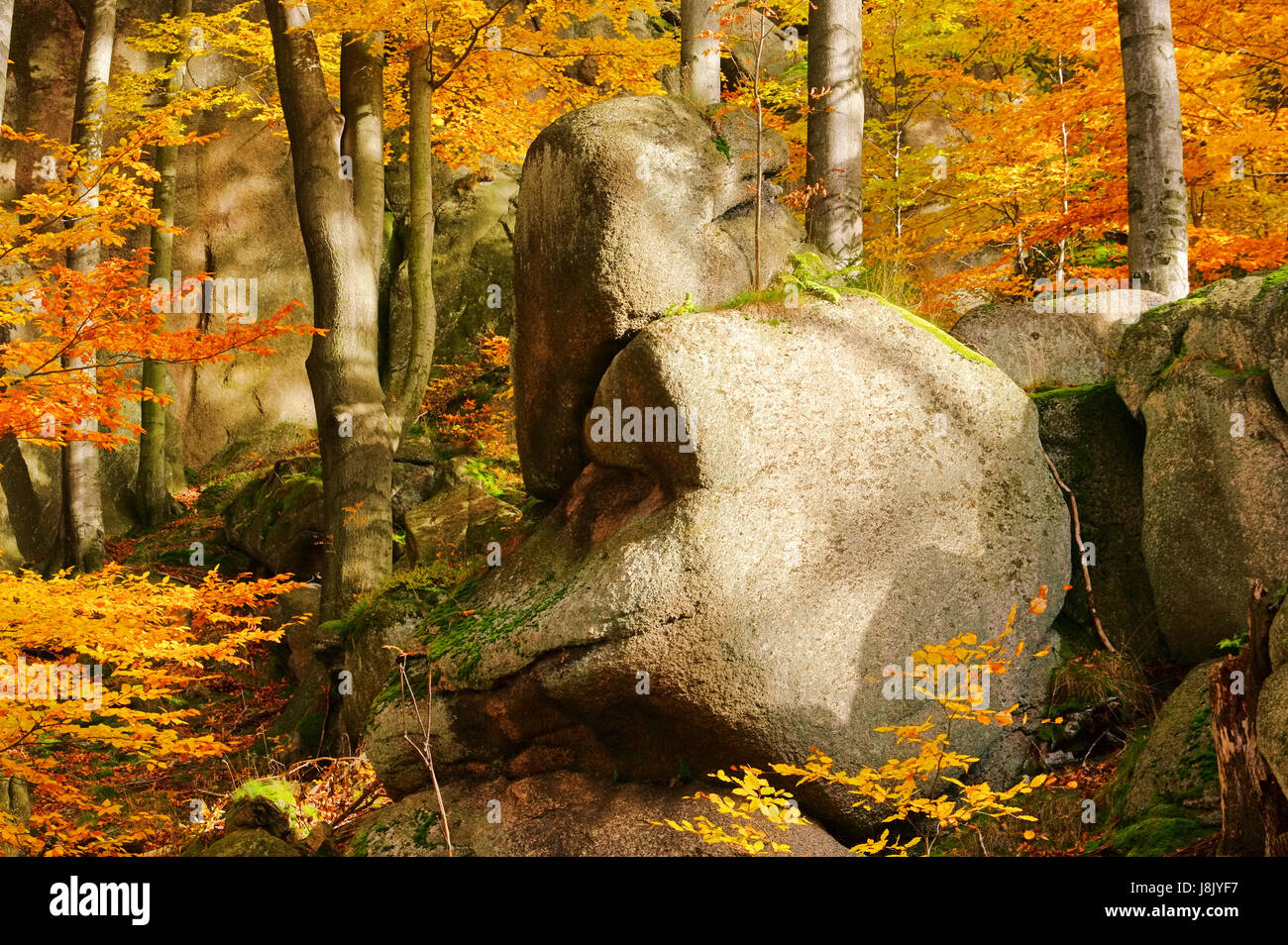 hike, go hiking, ramble, rock, beech forest, beech, copper beech, page ...