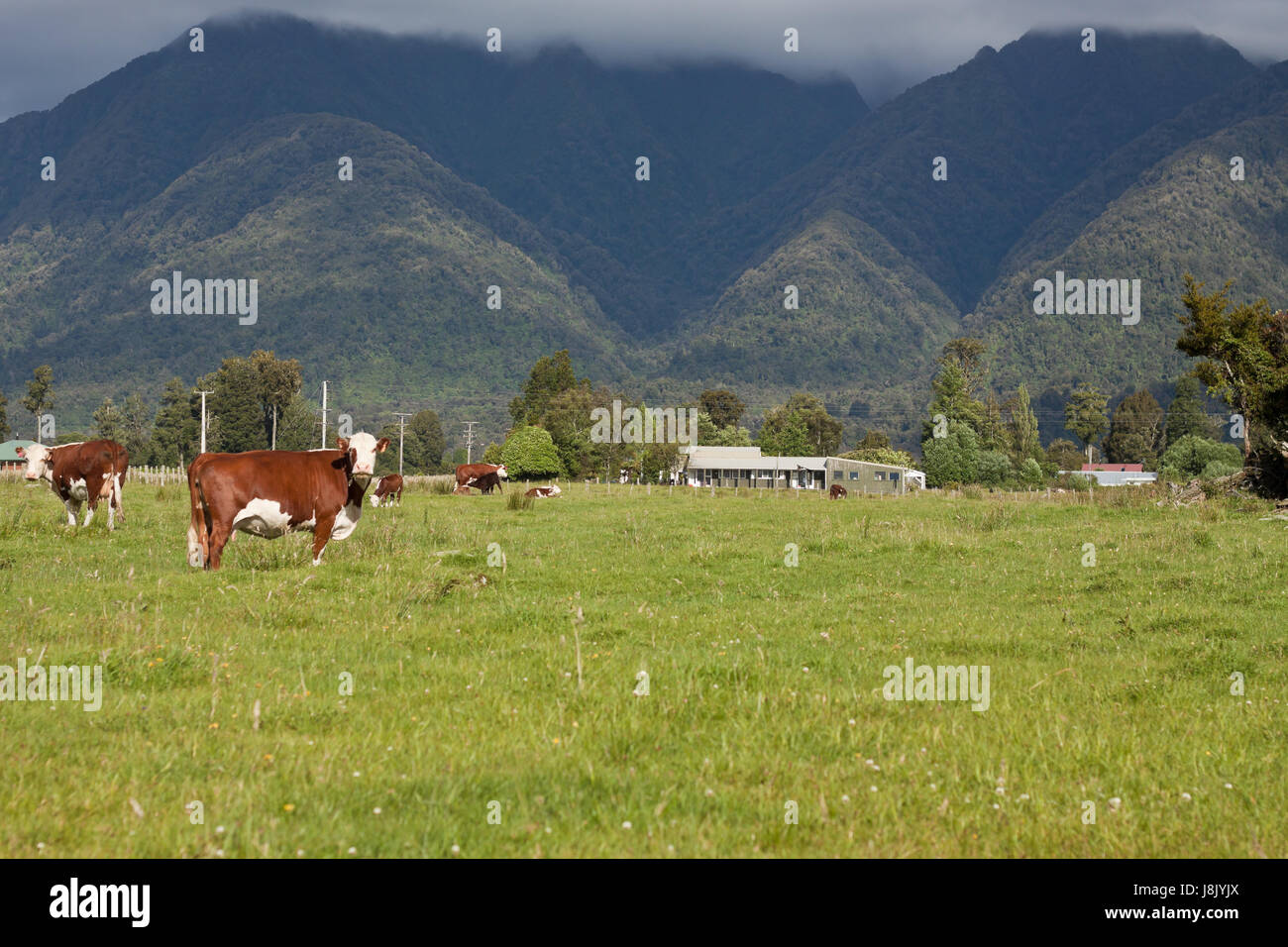 animal, animals, agriculture, farming, cow, farm, cows, cattle ...