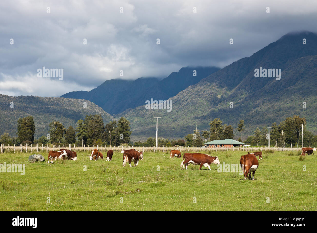 animal, animals, agriculture, farming, cow, farm, cows, cattle ...