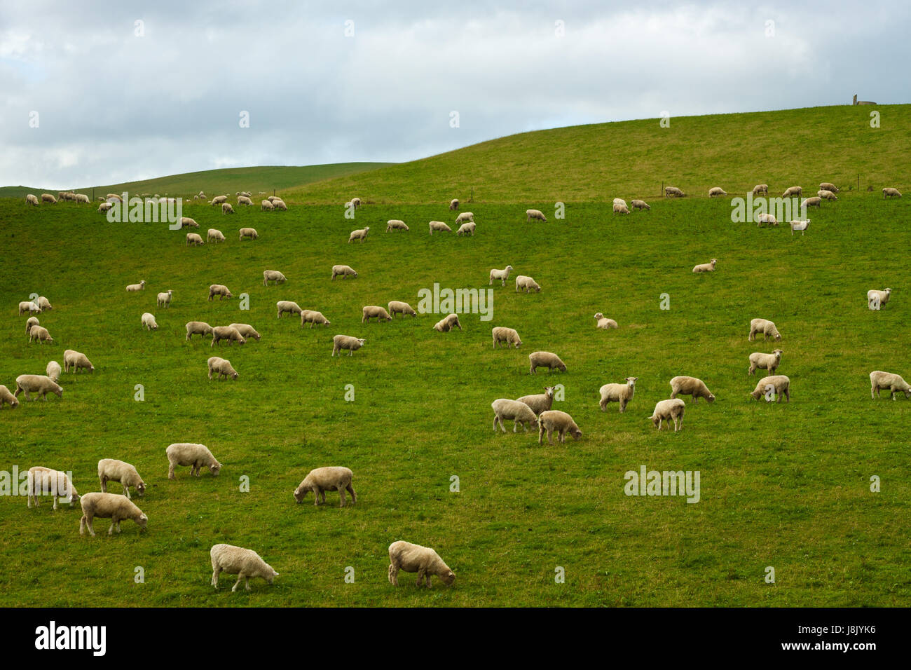 agriculture, farming, sheep, new zealand, farm, landscape, scenery ...