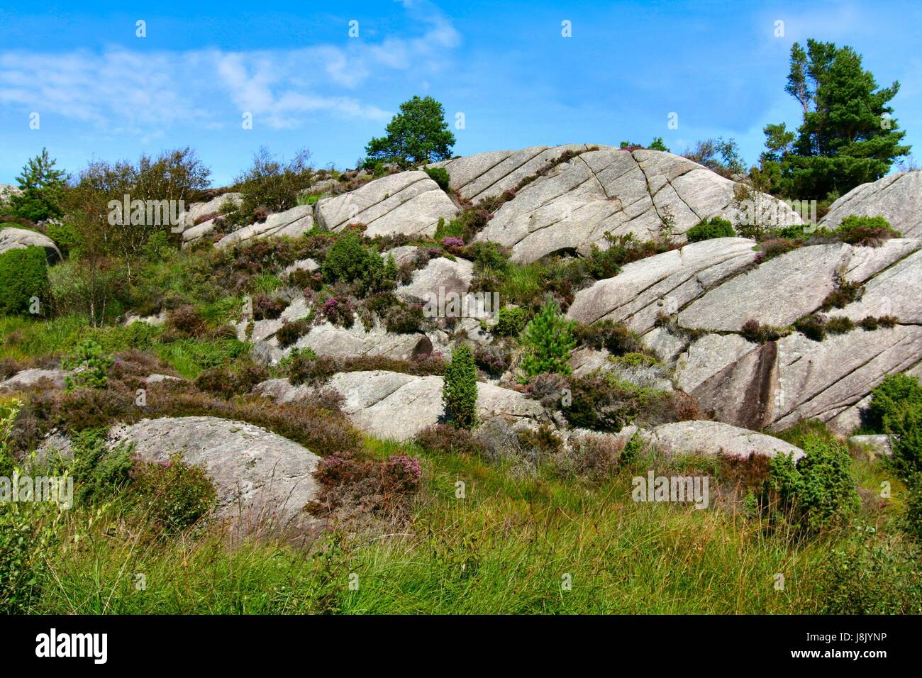 plant, norway, vegetation, flora, region, scenery, countryside, nature ...