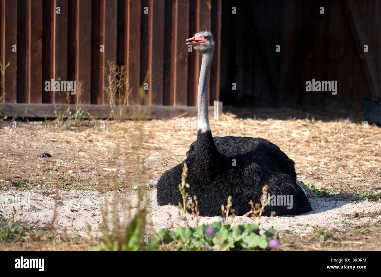 bird, birds, farm, eco, bird, africa, portrait, birds, summer, summerly ...