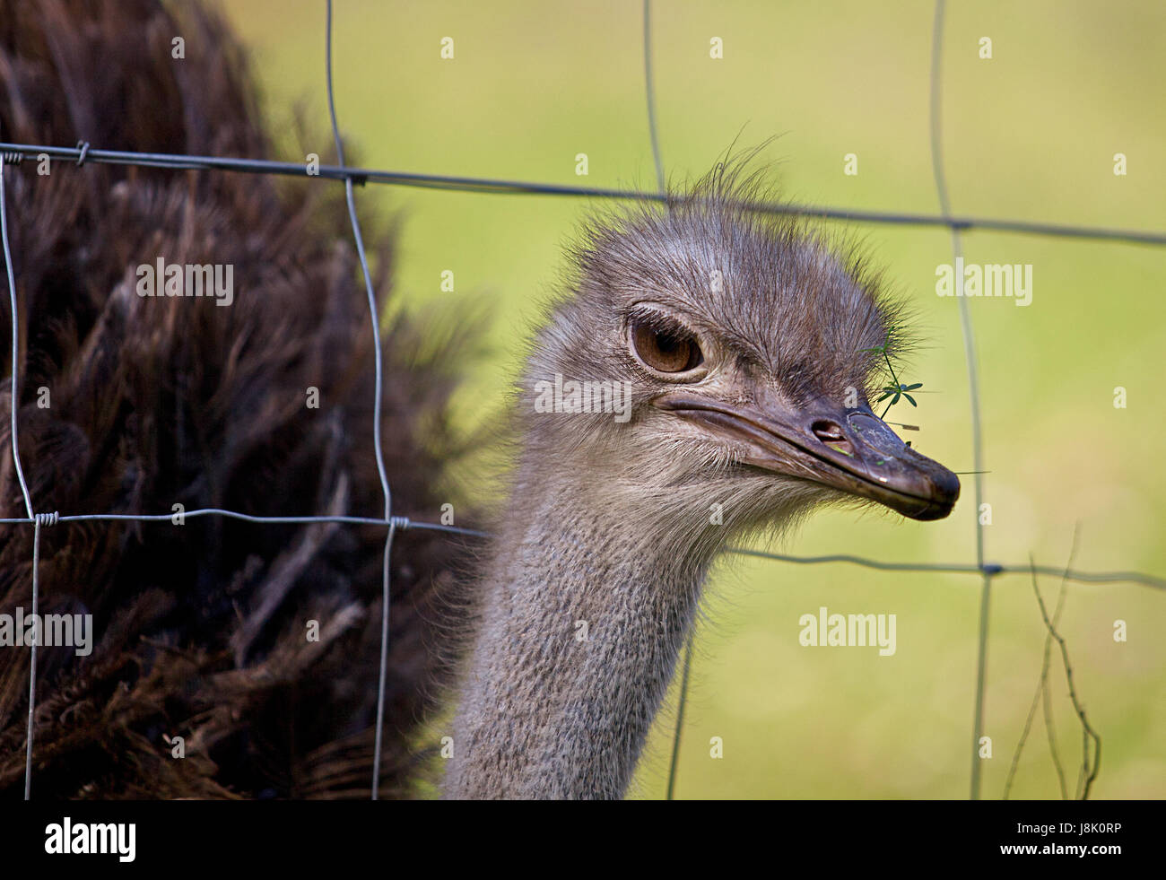 bird, birds, farm, eco, bird, africa, portrait, birds, summer, summerly ...