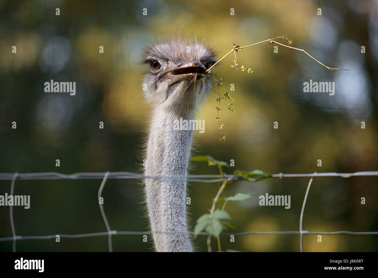 bird, birds, farm, eco, bird, africa, portrait, birds, summer, summerly ...