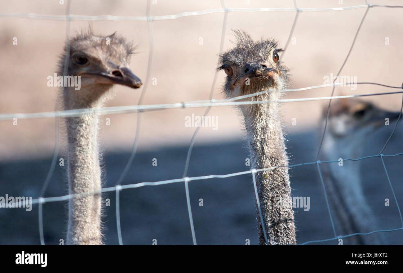 bird, birds, farm, eco, bird, africa, portrait, birds, summer, summerly ...