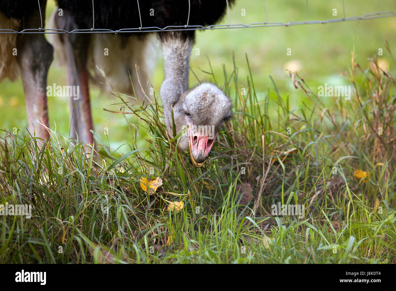 bird, birds, farm, eco, bird, africa, portrait, birds, summer, summerly ...