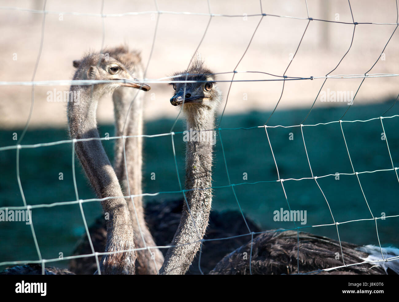 bird, birds, farm, eco, bird, africa, portrait, birds, summer, summerly ...