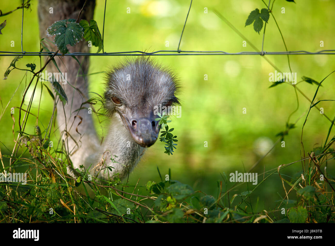 bird, birds, farm, eco, bird, africa, portrait, birds, summer, summerly ...