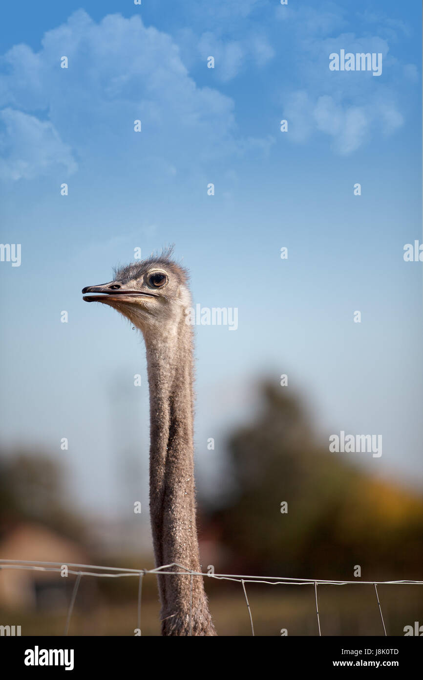 bird, birds, farm, eco, bird, africa, portrait, birds, summer, summerly ...