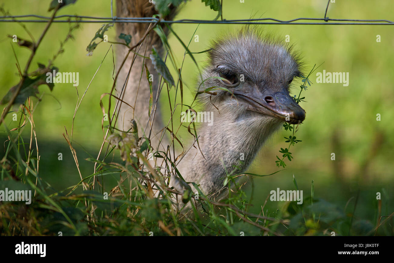 bird, birds, farm, eco, bird, africa, portrait, birds, summer, summerly ...