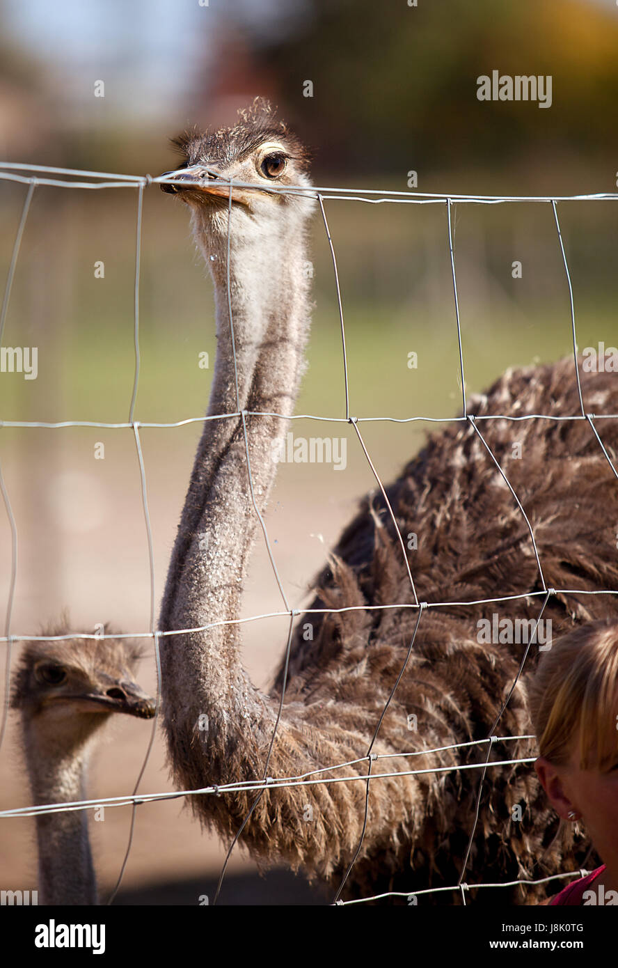 bird, birds, farm, eco, bird, africa, portrait, birds, summer, summerly ...