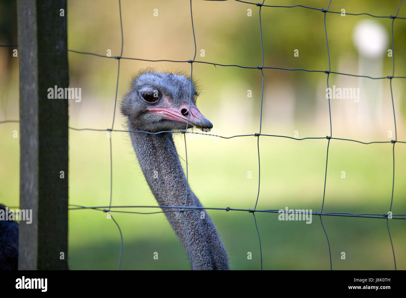 bird, birds, farm, eco, bird, africa, portrait, birds, summer, summerly ...