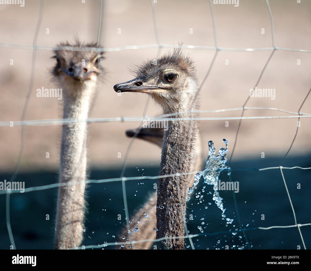bird, birds, farm, eco, bird, africa, portrait, birds, summer, summerly ...