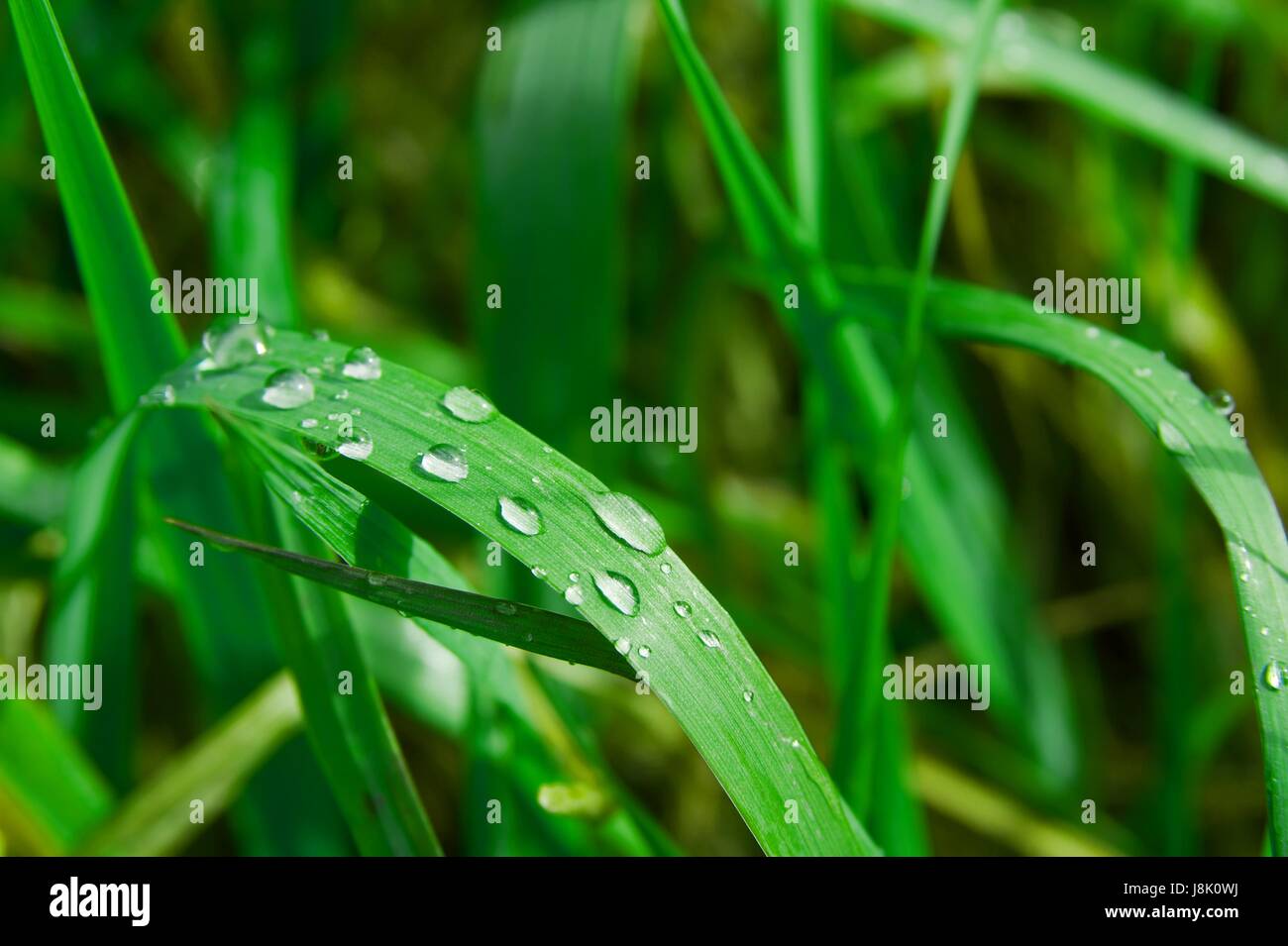 environment, enviroment, closeup, meadow, grass, lawn, green, nature ...