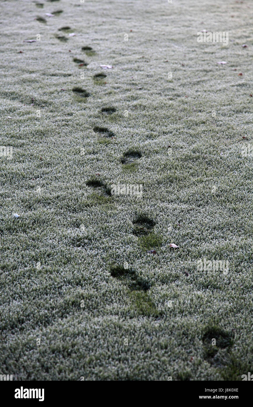 track, footmark, footprint, sports field, meadow, football ground ...