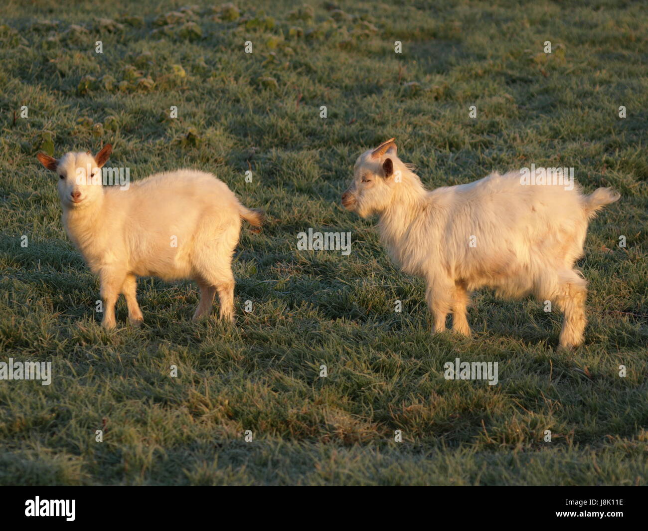 goats, mammals, ruminant, mammal, goat, goats, mammals, ruminant ...