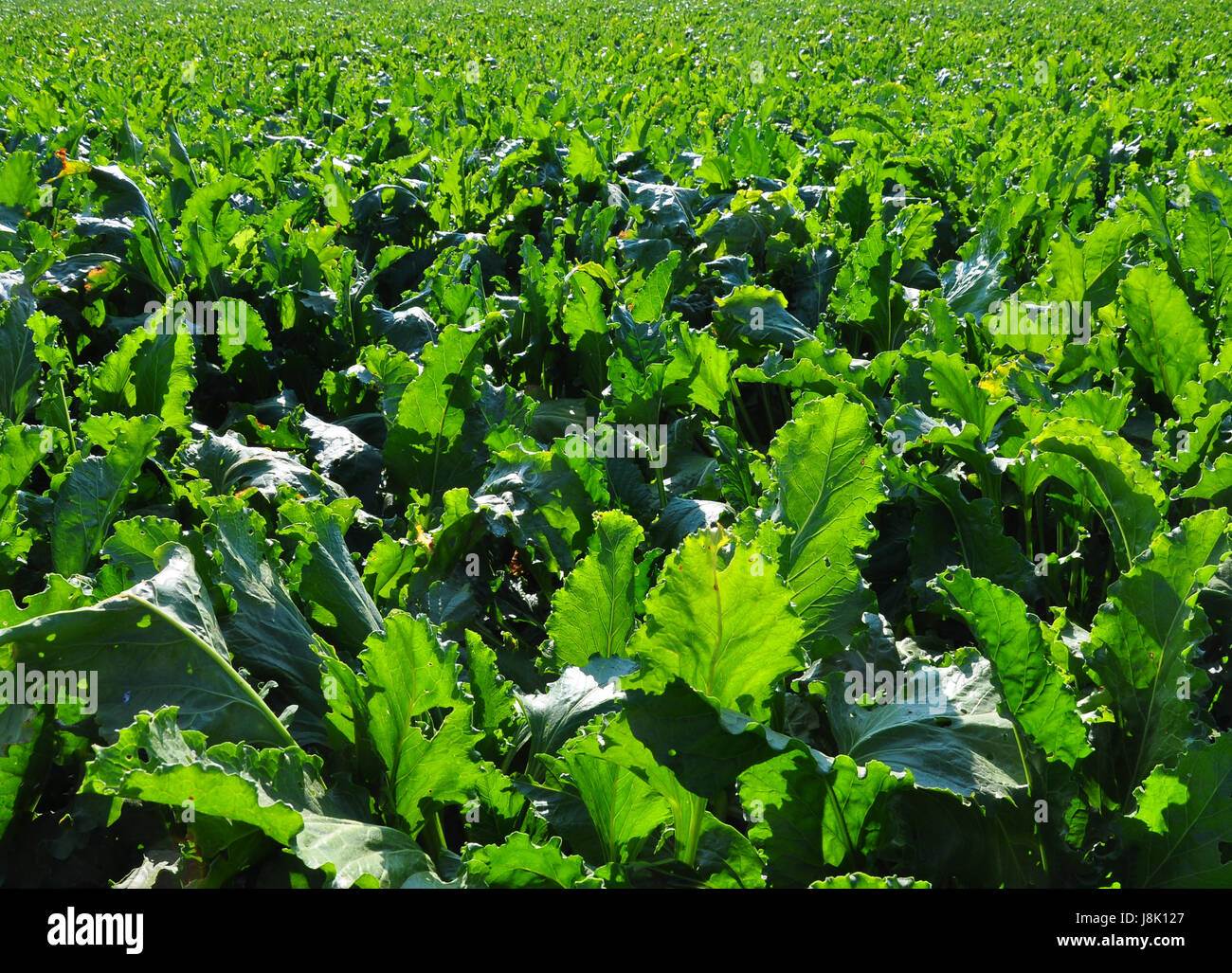 green, leaves, agriculture, farming, field, acre, vegetable ...