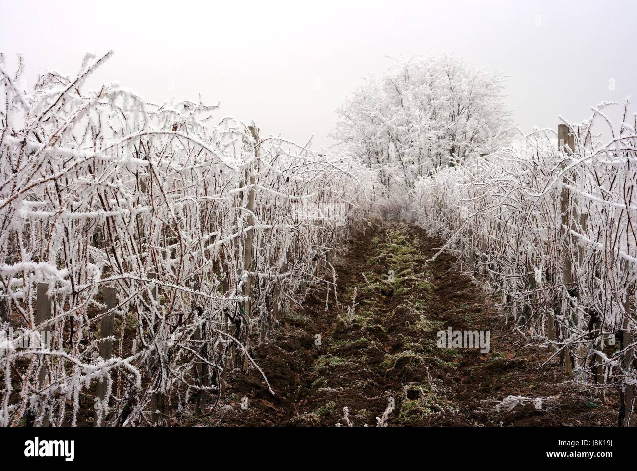 winter, agriculture, farming, frozen, deaf, freeze, farmland, grape ...