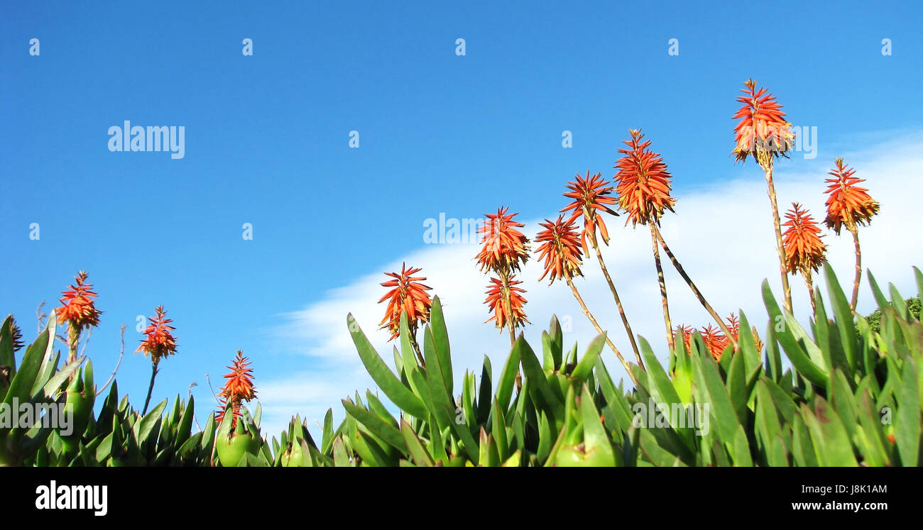 field, flower, flowers, plant, sight, view, outlook, perspective, vista ...