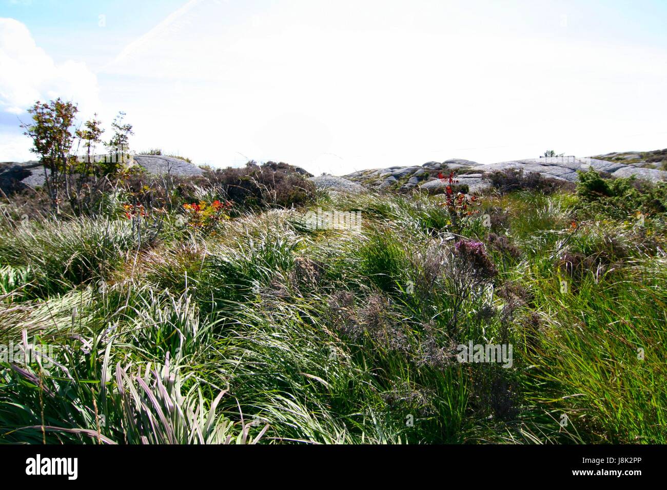 vegetation and landscape ryvarden sveio norway Stock Photo - Alamy