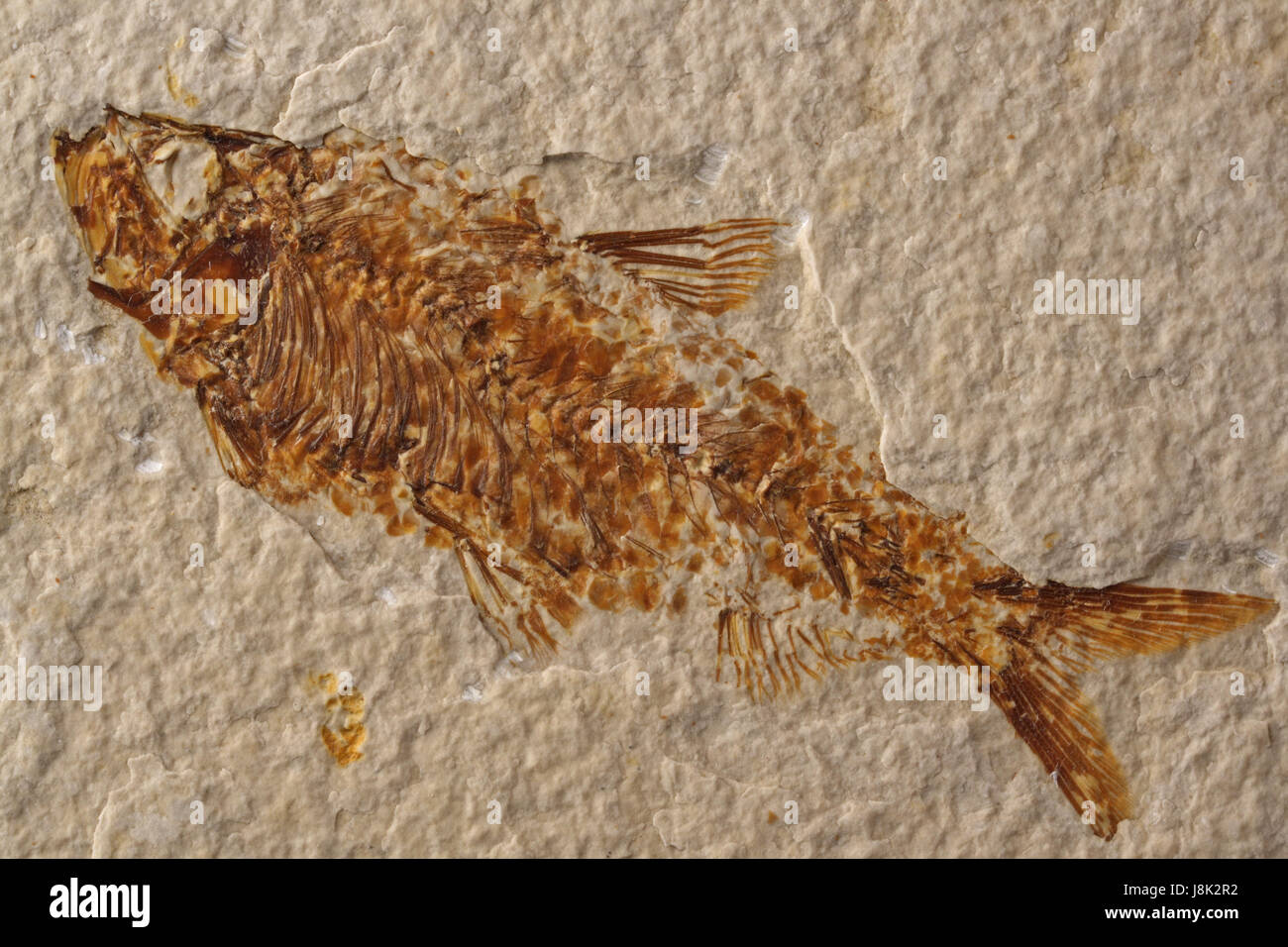 Living fossil species hi-res stock photography and images - Alamy