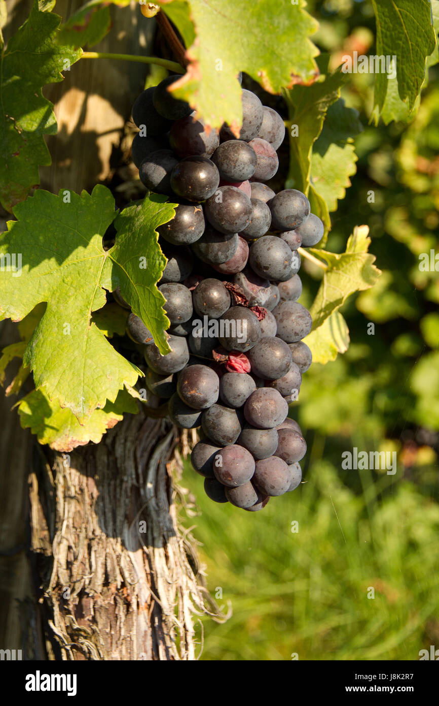 harvest, vintage, vineyard, vines, vine, grape vine, grape-vine, grapes ...