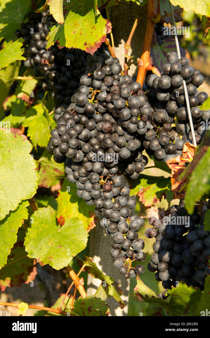 harvest, vintage, vineyard, vines, vine, grape vine, grape-vine, grapes ...