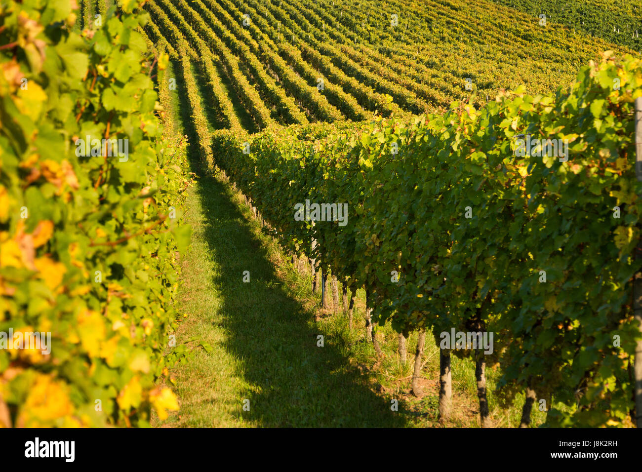 harvest, vintage, vineyard, vines, vine, grape vine, grape-vine, grapes ...