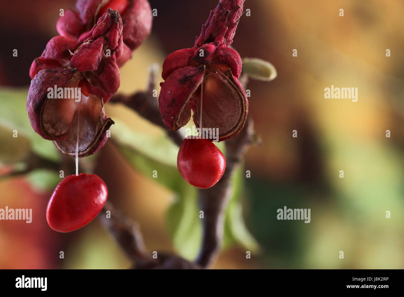 sperm, magnolia, hang, seed vessel, fall, autumn, sperm, thread, open ...