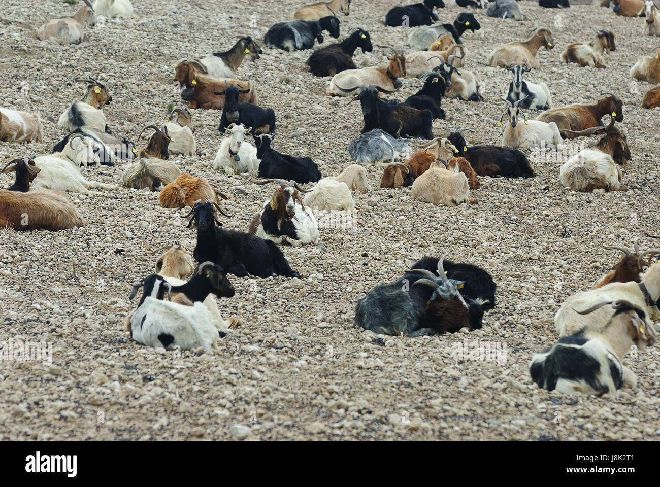 goat, greece, goats, farm animal, agriculture, farming, goat, buck ...