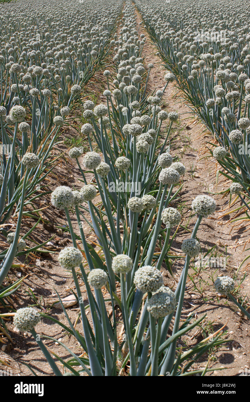 agricultural, agriculture, farming, field, flower, flowers, plant ...