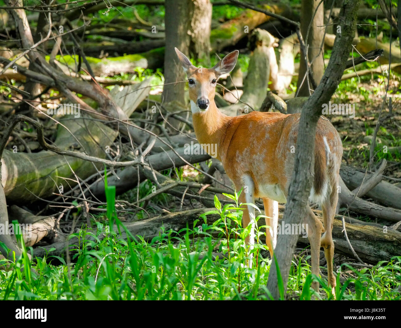 Chronic wasting disease deer hi-res stock photography and images - Alamy
