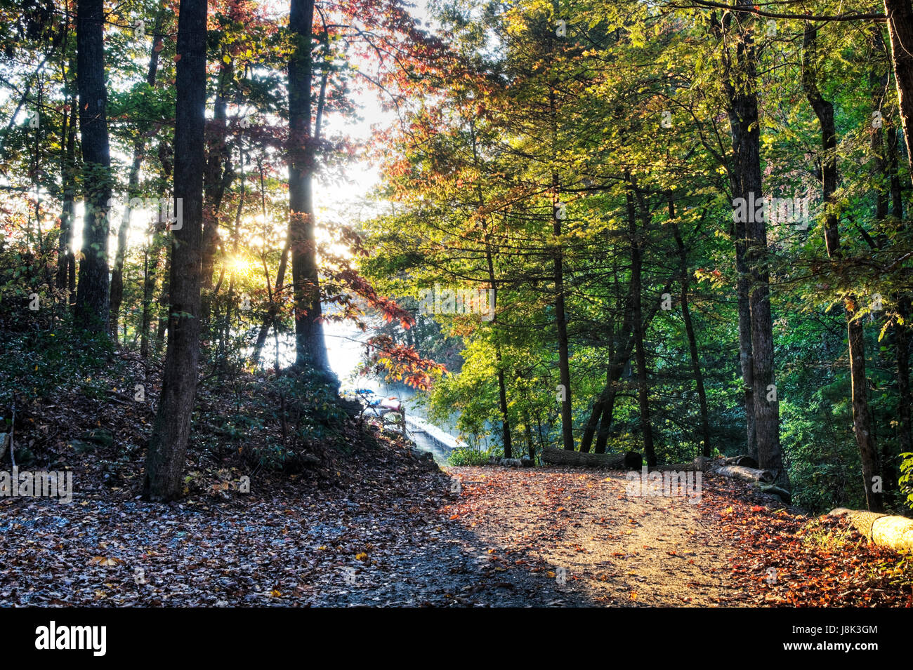 tree, trees, sunlight, woods, morning, landscape, scenery, countryside ...