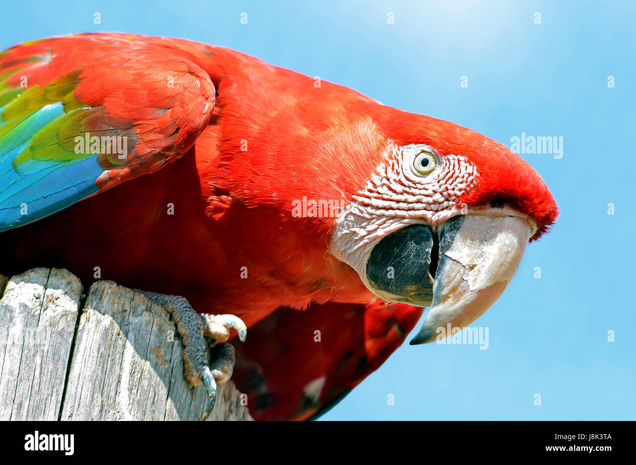 bird, portrait, parrot, head, profile, blue, finger, detail, closeup ...