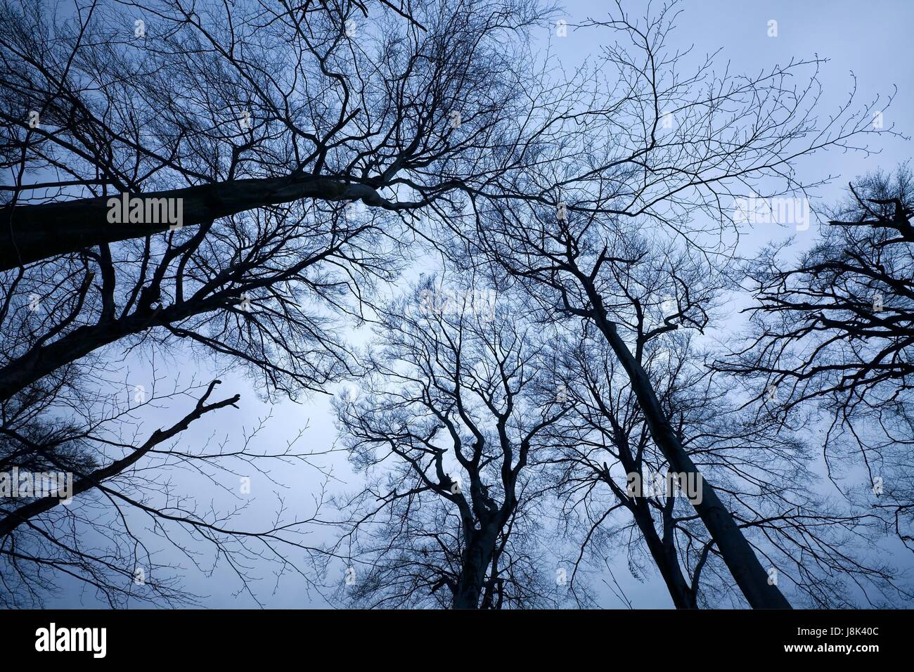 tree, trees, wood, night, nighttime, evening, woods, deep, dark, forest ...