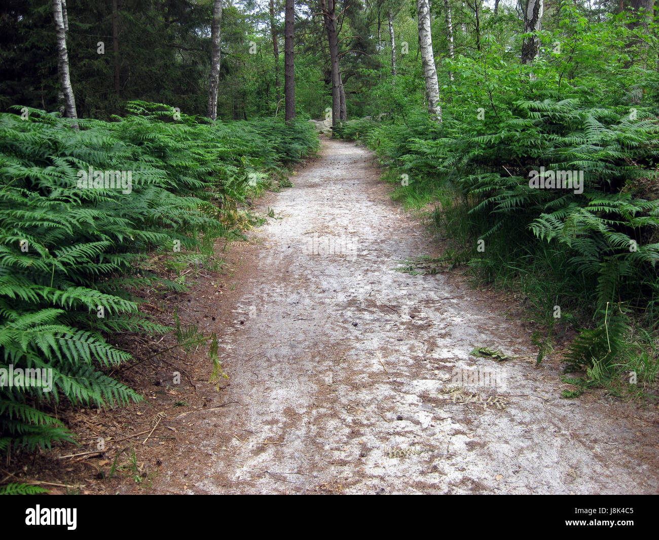 location shot,landscape format,straight ahead,path,way,forest,day ...